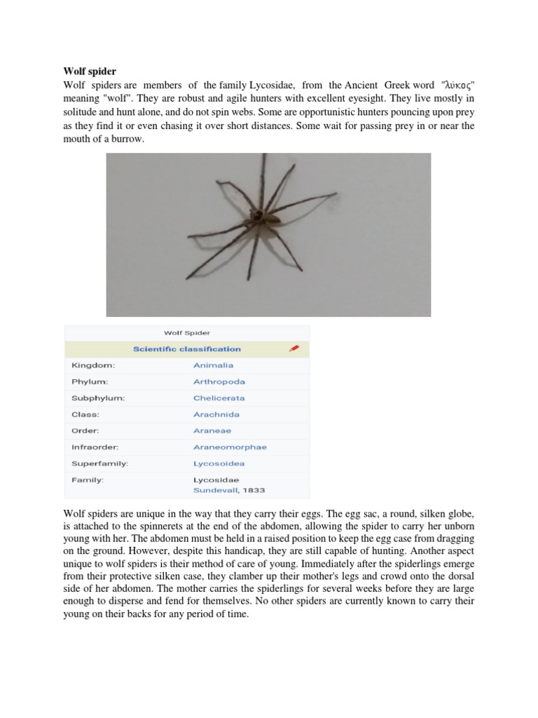 SPIDERS | PDF | Arachnids | Spider