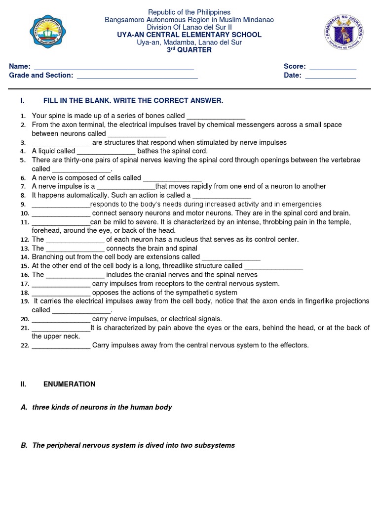 3RD Grading | PDF | Neuron | Spinal Cord