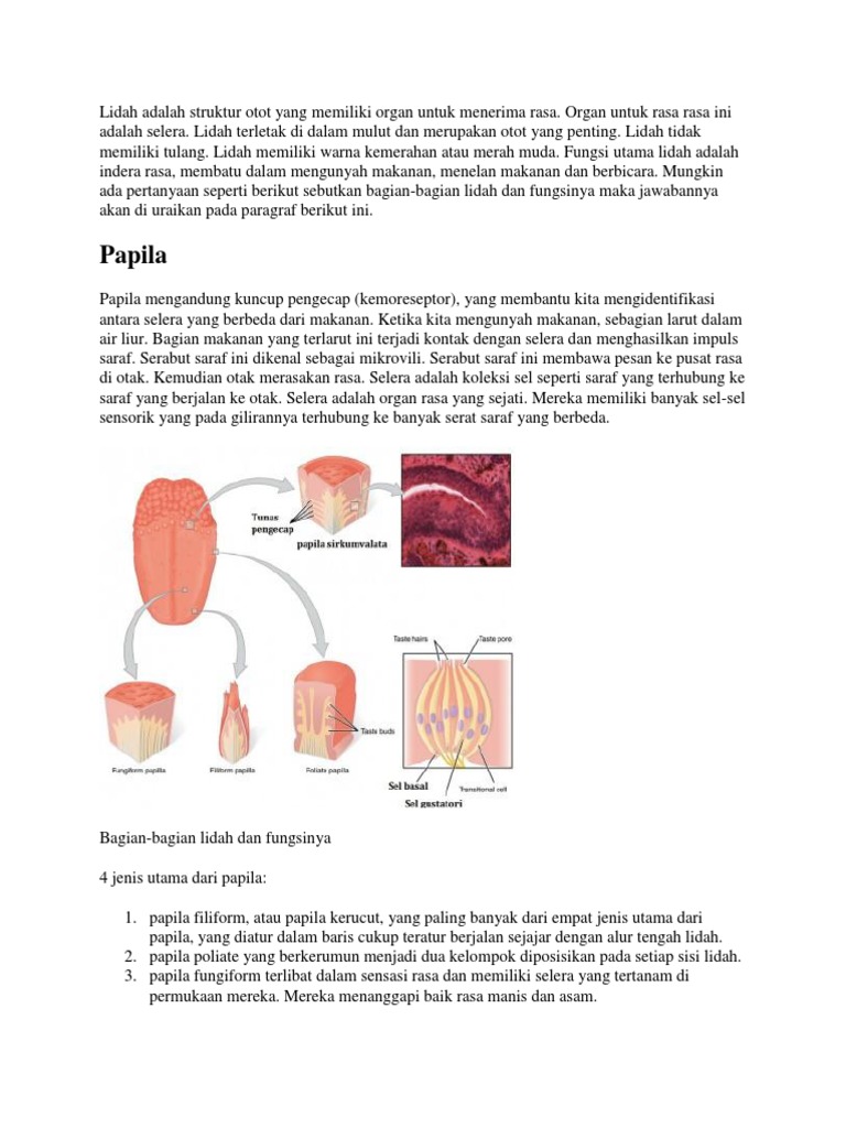 Lidah Adalah Struktur Otot Yang Memiliki Organ Untuk Menerima Rasa | PDF