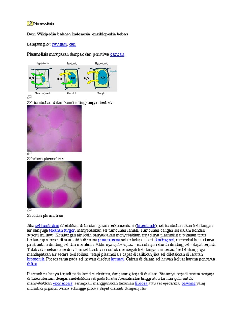 Plasmolisis pada Sel Tumbuhan Rhoeo Discolor | PDF