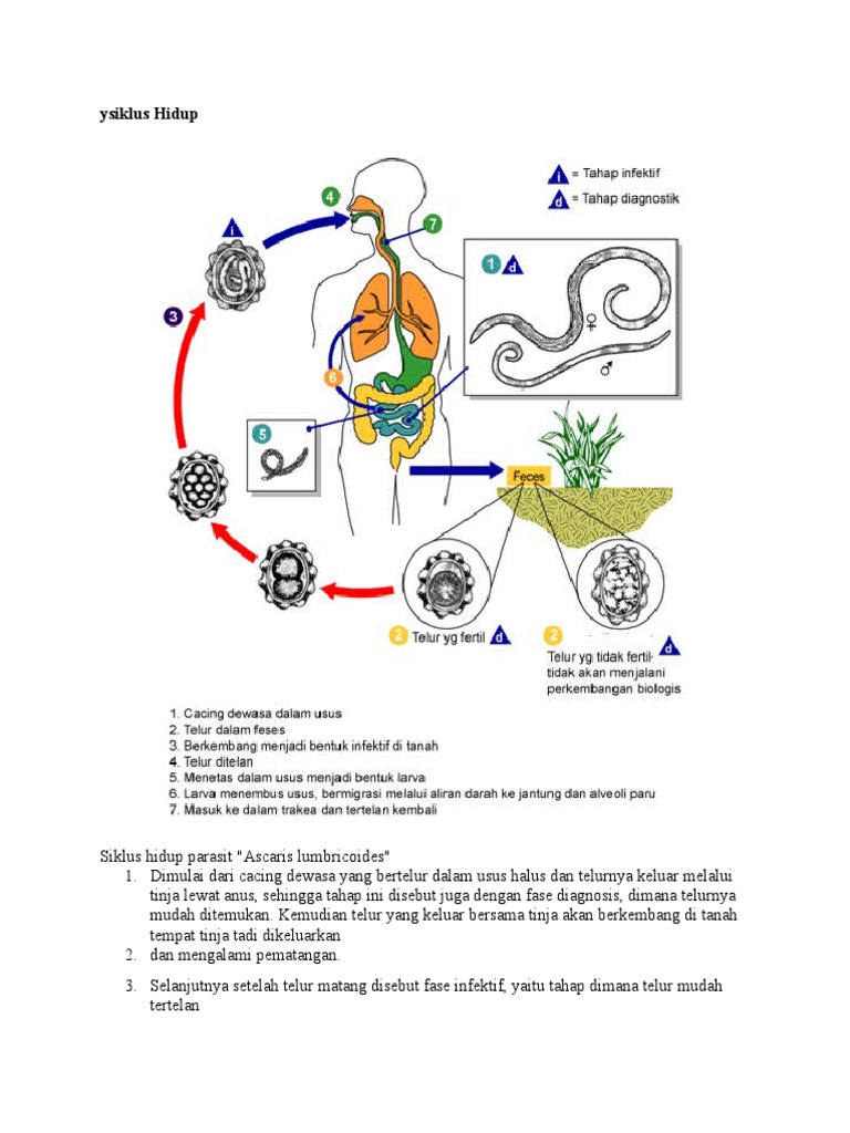 Siklus Hidup Cacing Perut | PDF | Sains & Matematika