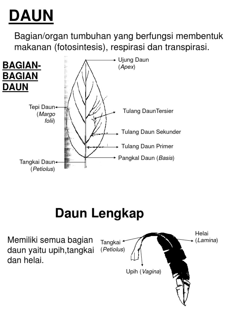 Struktur dan Jenis-Jenis Daun | PDF | Griya & Taman