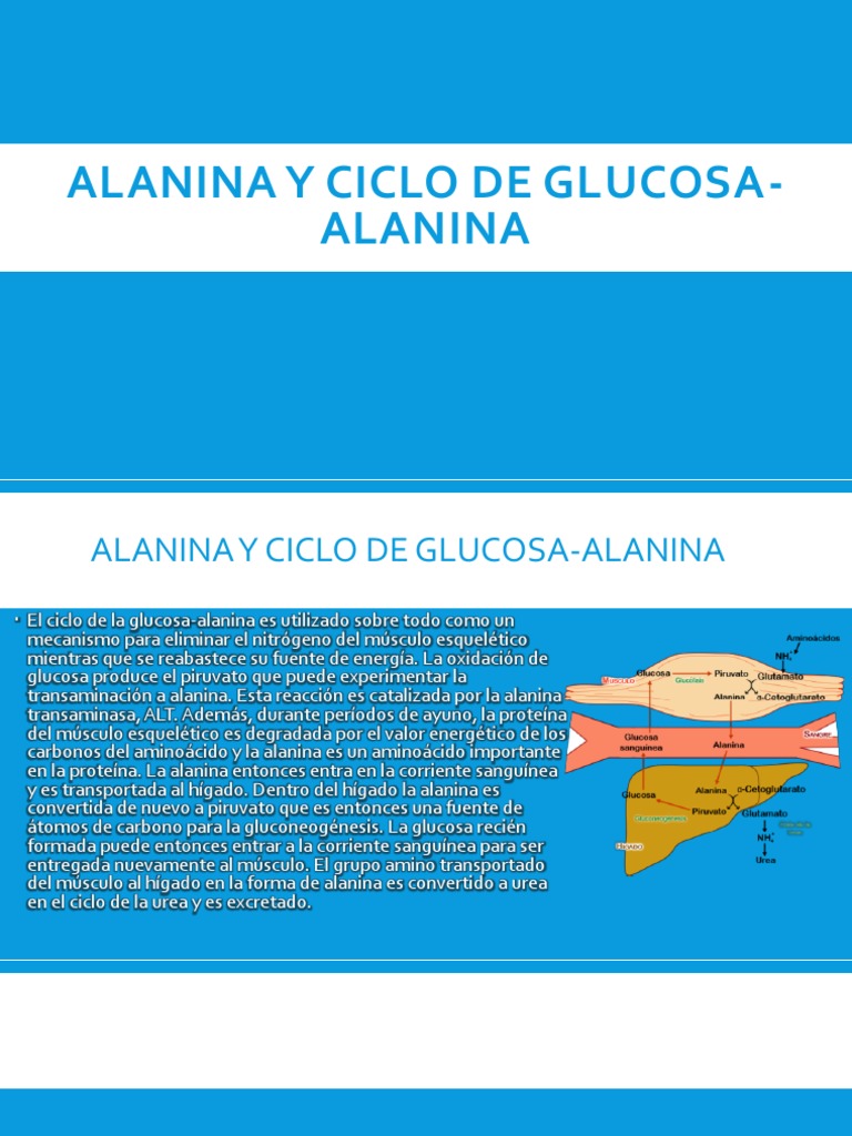 Alanina Y Ciclo De Glucosa Alanina Pdf Transaminasa Fenilalanina