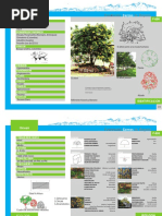 Ficha de Vegetacion | PDF | Arboles | Hoja