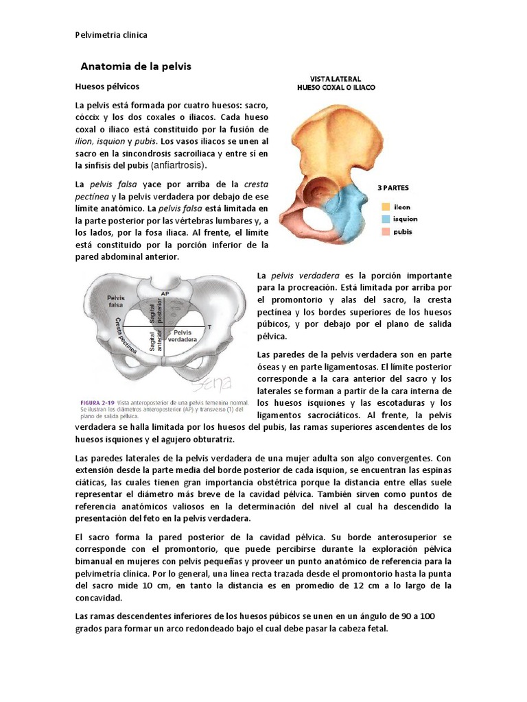 Anatomía y Dimensiones de la Pelvis | PDF | Pelvis | Sistema esquelético