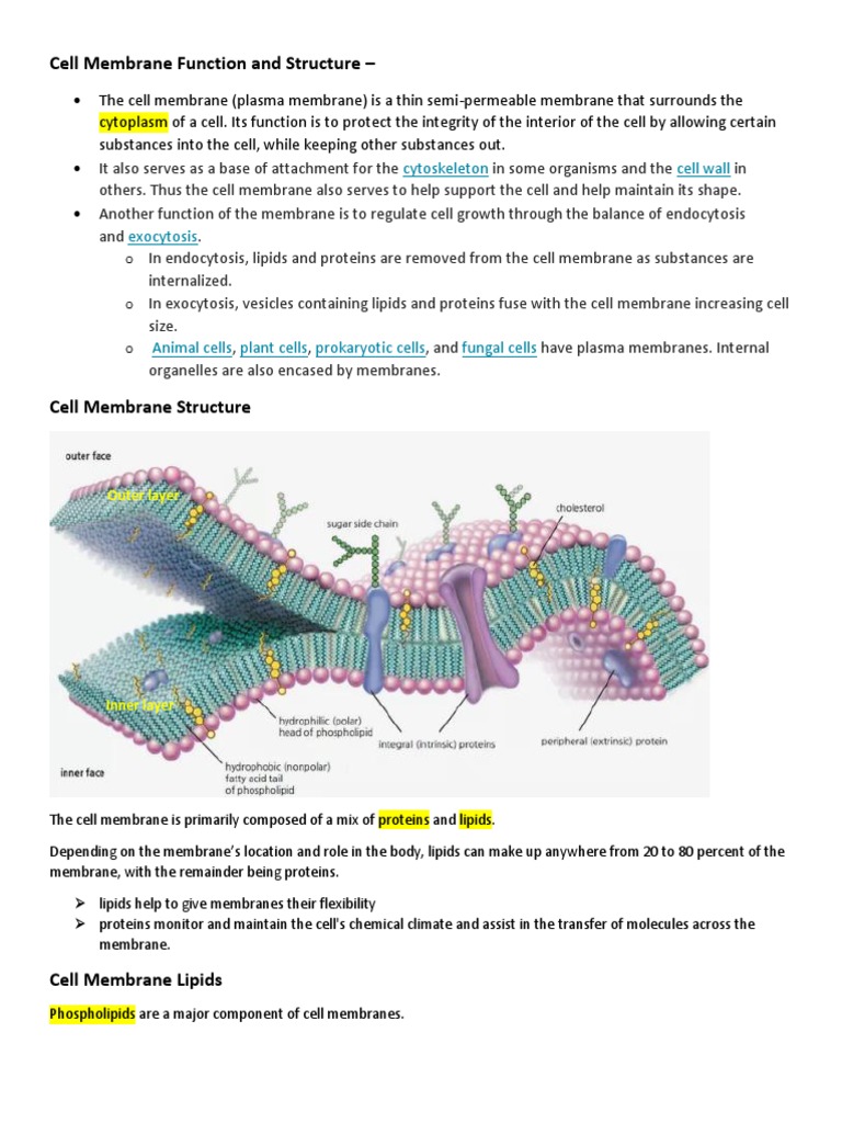Cell Membrane Function and Structure | PDF | Cell Membrane | Osmosis