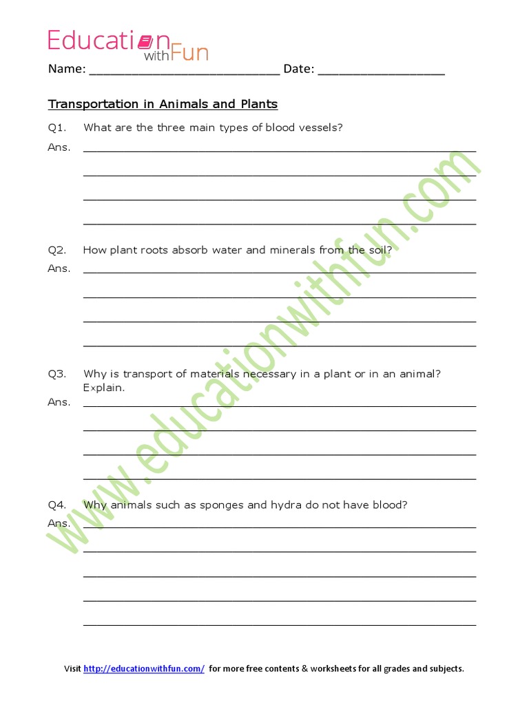 Class 7 Worksheet: Transport in Plants & Animals | PDF | Blood Vessel ...