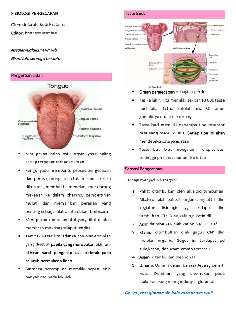 Mekanisme Pengecapan pada Lidah | PDF