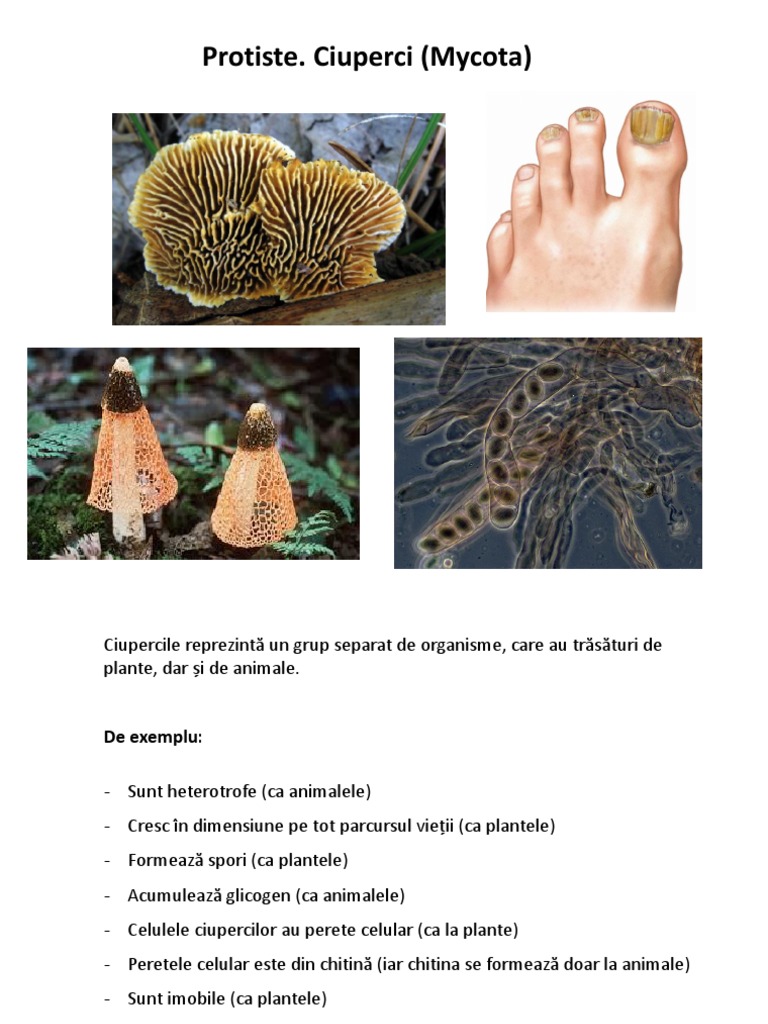 Protiste. Fungi | PDF