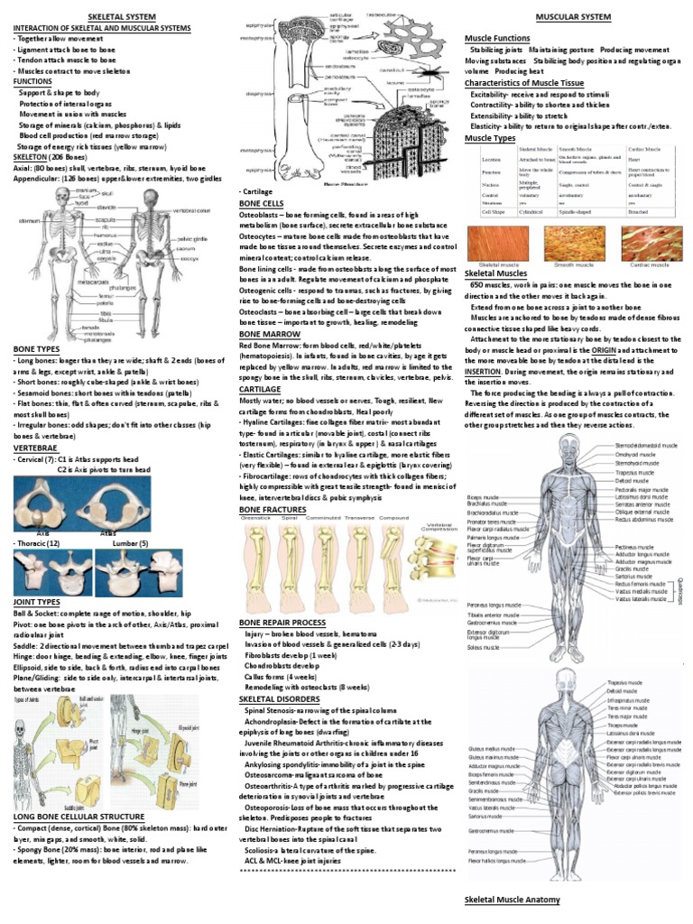 Anatomy - & - Physiology Cheat Sheet | PDF | Bone | Skin
