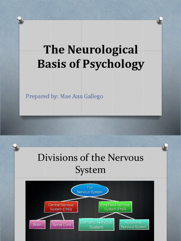 Divisions of The Nervous System | PDF | Cerebral Cortex | Brainstem