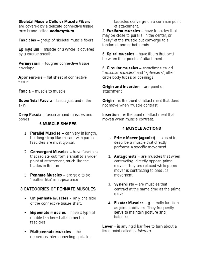 Reviewer Muscular System | PDF | Human Leg | Skeletal Muscle