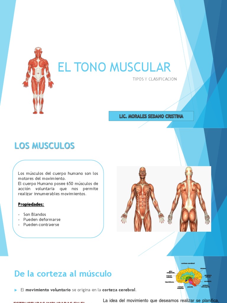 El Tono Muscular | PDF | Músculo | Cerebro