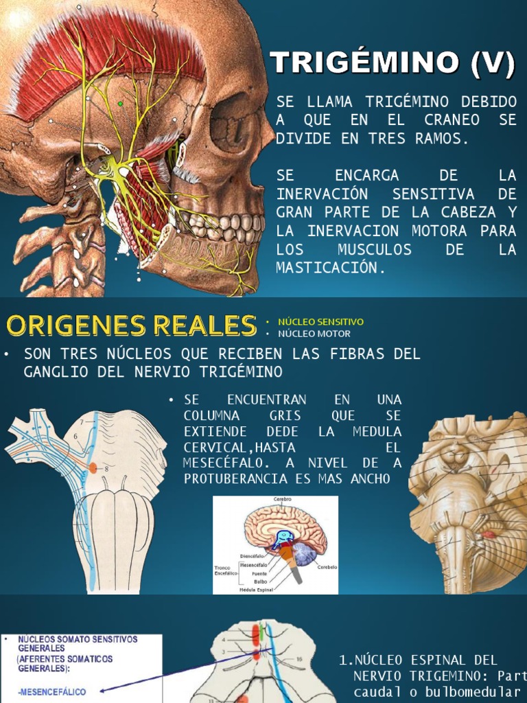 TRIGEMINO | PDF | Anatomía humana | Cabeza y cuello humanos