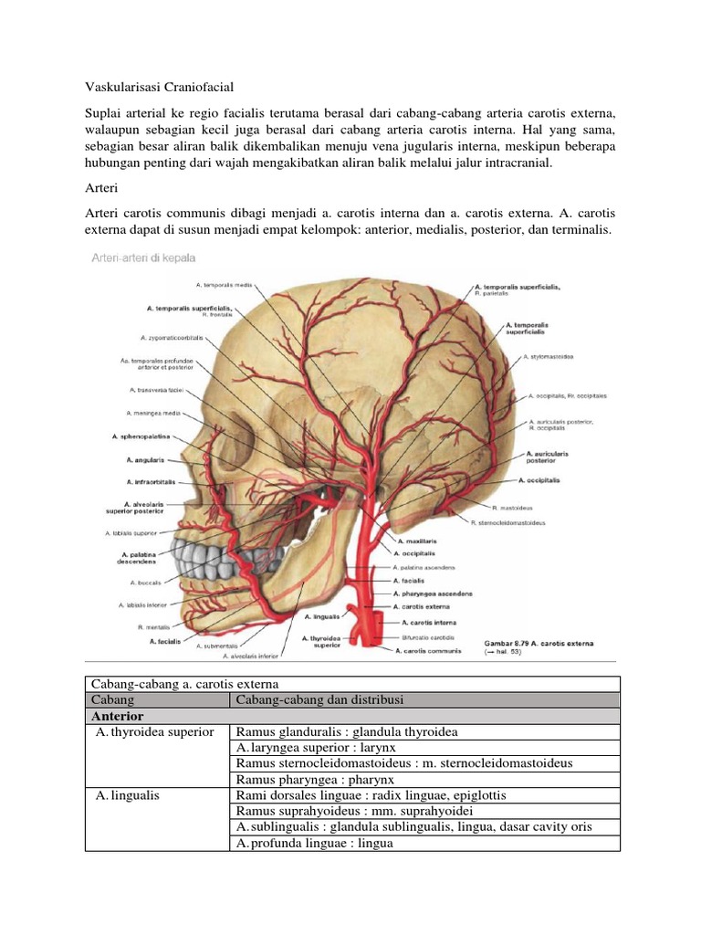 Vaskularisasi Craniofacial | PDF