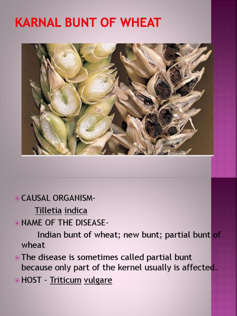 Karnal Bunt of Wheat | PDF