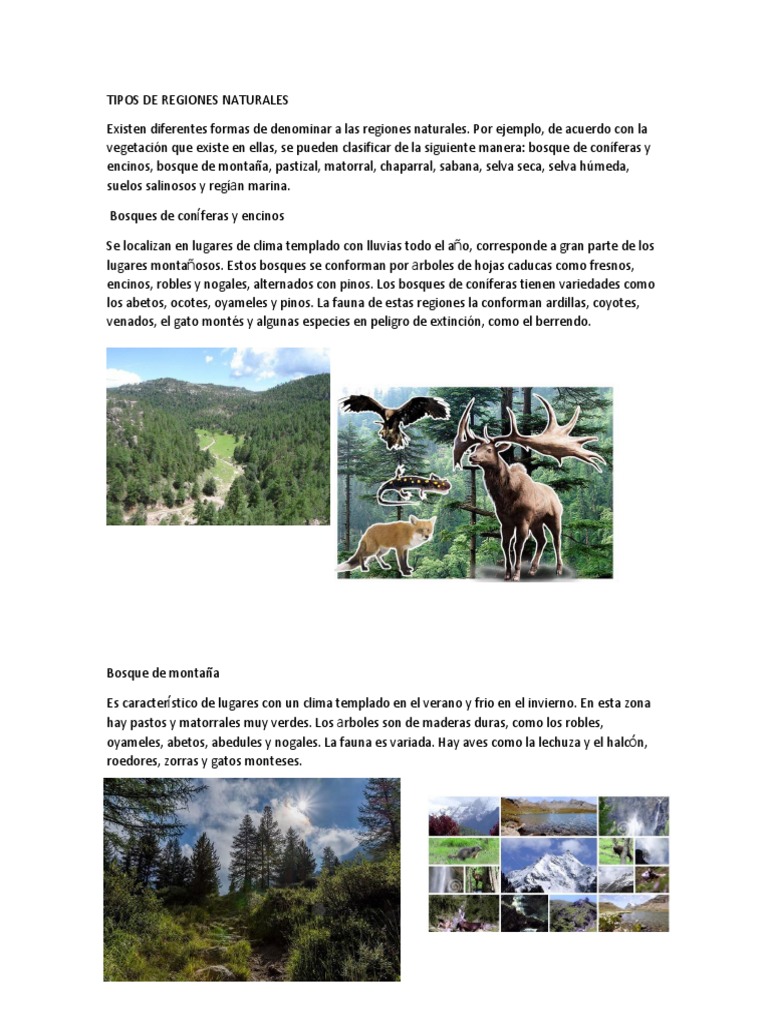 Clasificación de Regiones Naturales | PDF | Selva | Los bosques