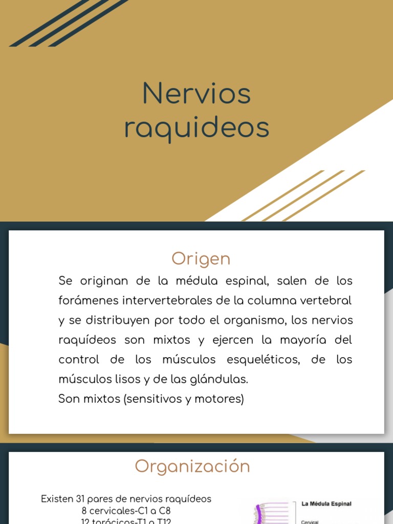 Anatomía y Función de Nervios Raquídeos | PDF | Nervio | Médula espinal