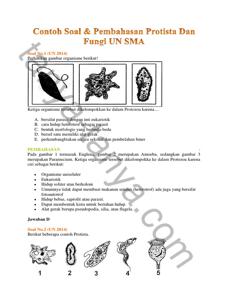 PROTOZOA: KEY CHARACTERISTICS OF THREE ORGANISMS | PDF