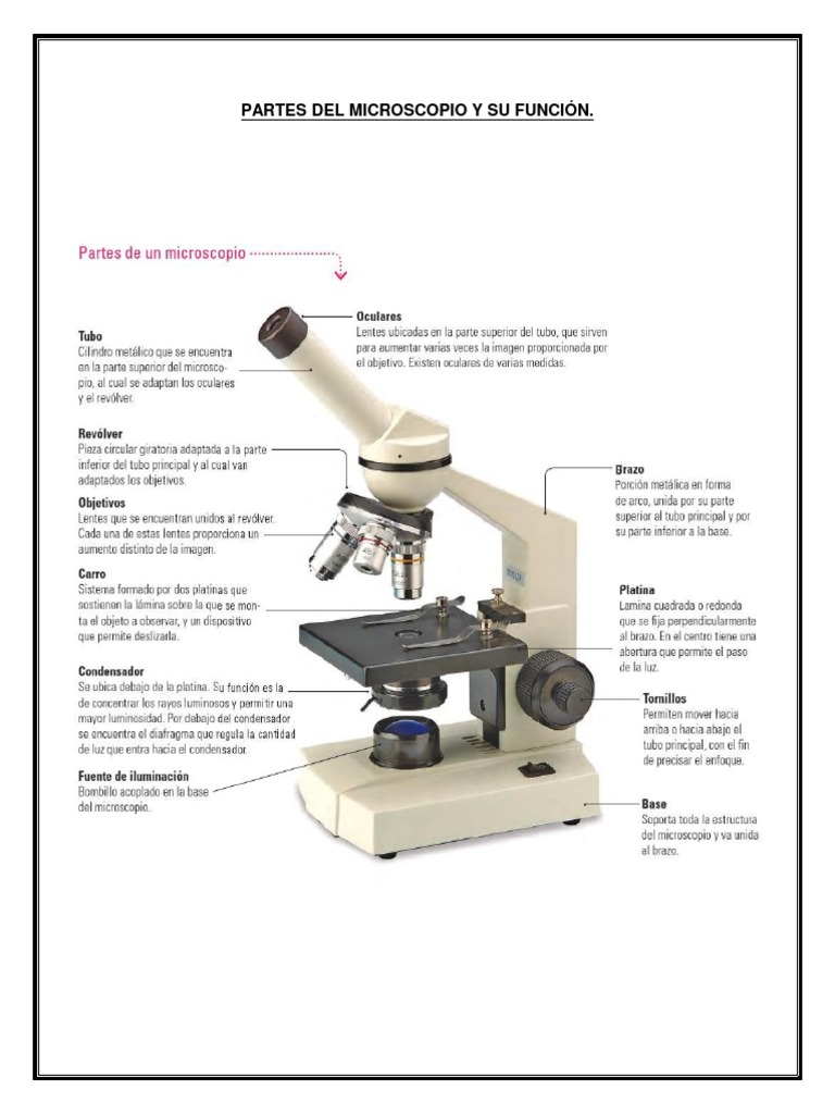Hoja De Trabajo Sobre Las Partes De Un Microscopio Y Sus Funciones