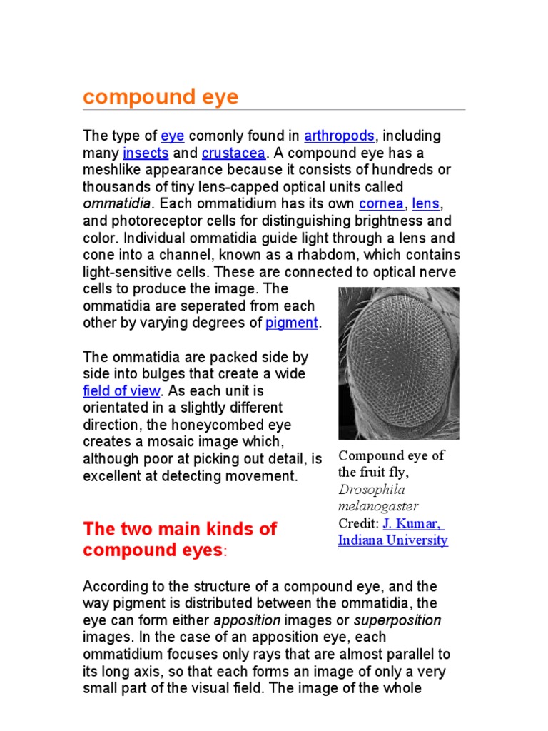 Compound Eye | PDF | Eye | Vision