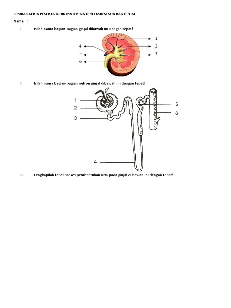 Lembar Kerja Sistem Eksresi Ginjal | PDF