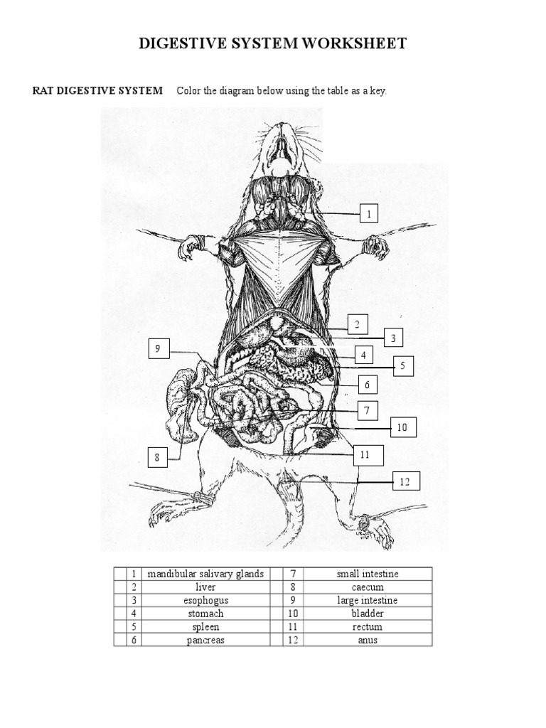 Digestive System Worksheet 2013 2 | PDF | Human Digestive System | Stomach
