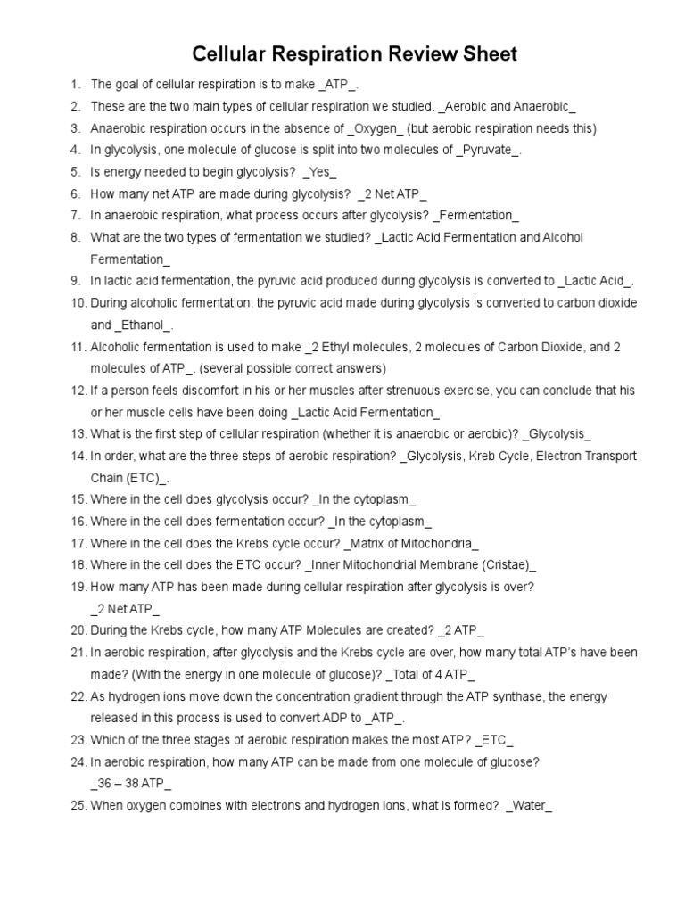 Cellular Respiration Review Sheet | PDF | Cellular Respiration | Glycolysis