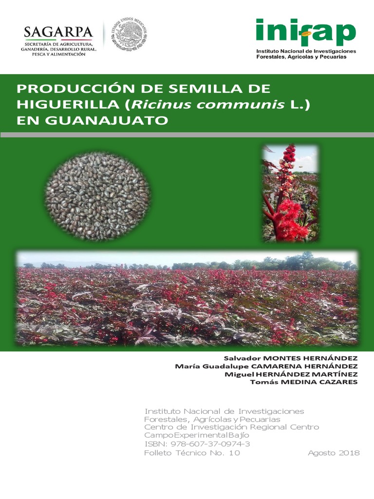 4774 Producción de Semilla de Higuerilla (Ricinus Communis L.) en ...