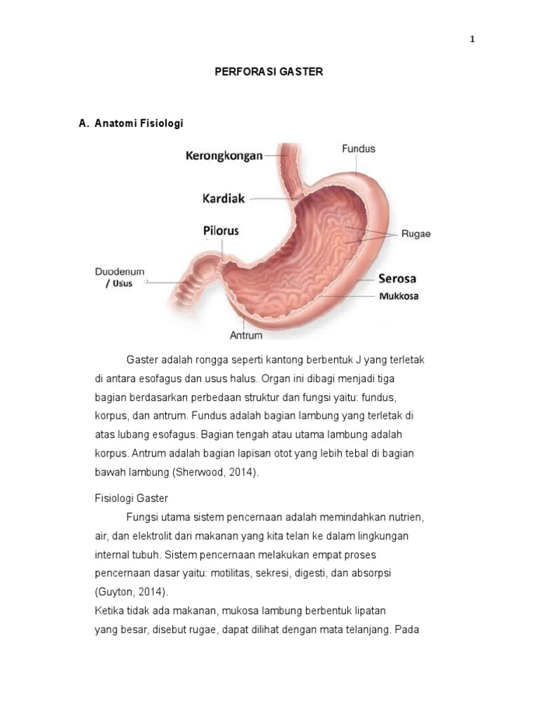 LP Perforasi Gaster | PDF
