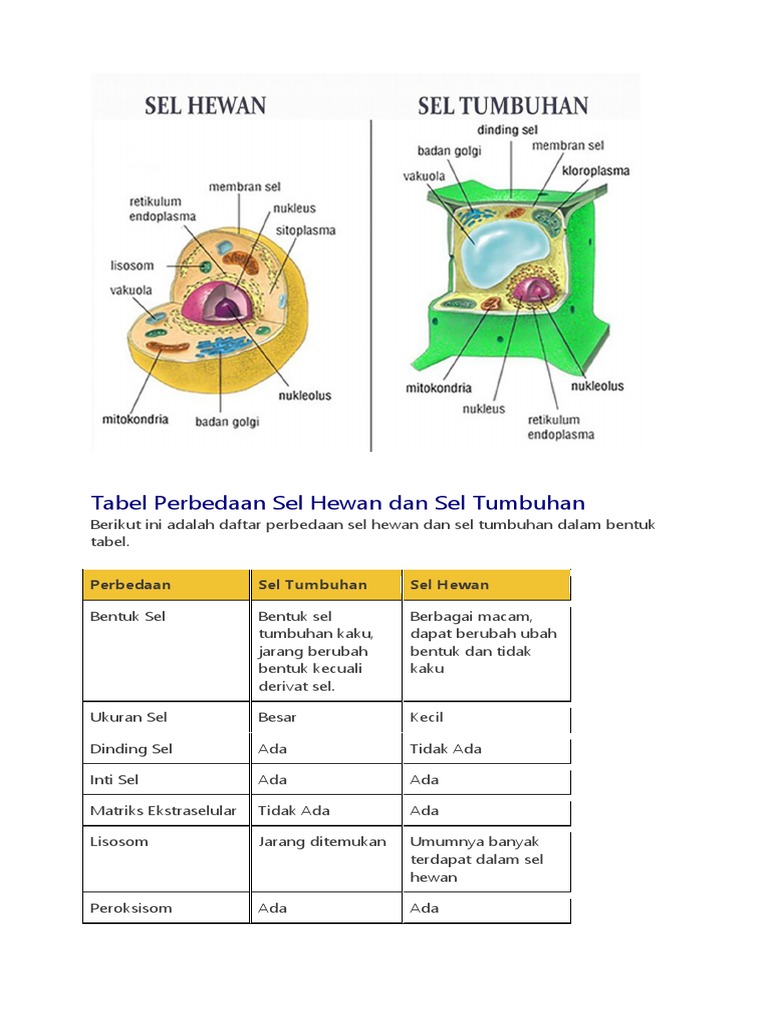 Tabel Perbedaan Sel Hewan Dan Sel Tumbuhan | PDF