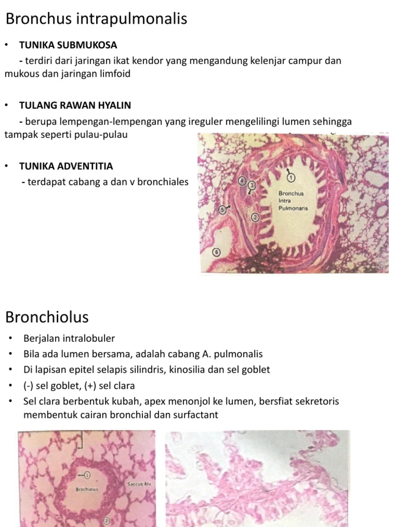 Histo Bronchus Terminalis - Saccus | PDF