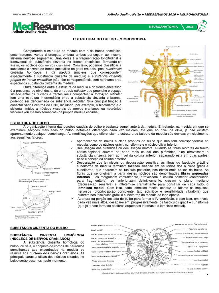 Estrutura do Bulbo: Neuroanatomia Detalhada | PDF