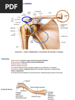 Region Escapular | PDF | Articulaciones | Hombro