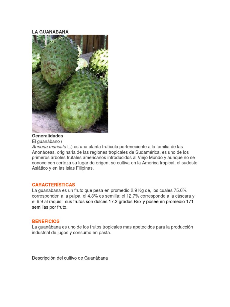 La Guanabana Y Sus Propiedades
