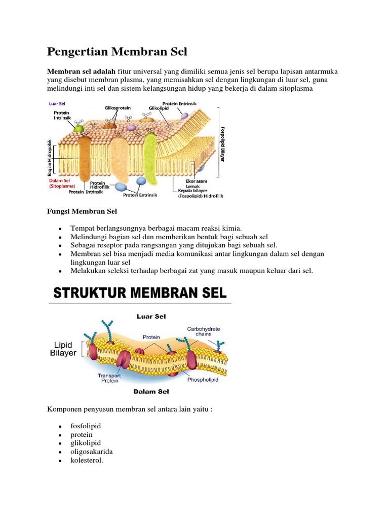 Pengertian Membran Sel | PDF