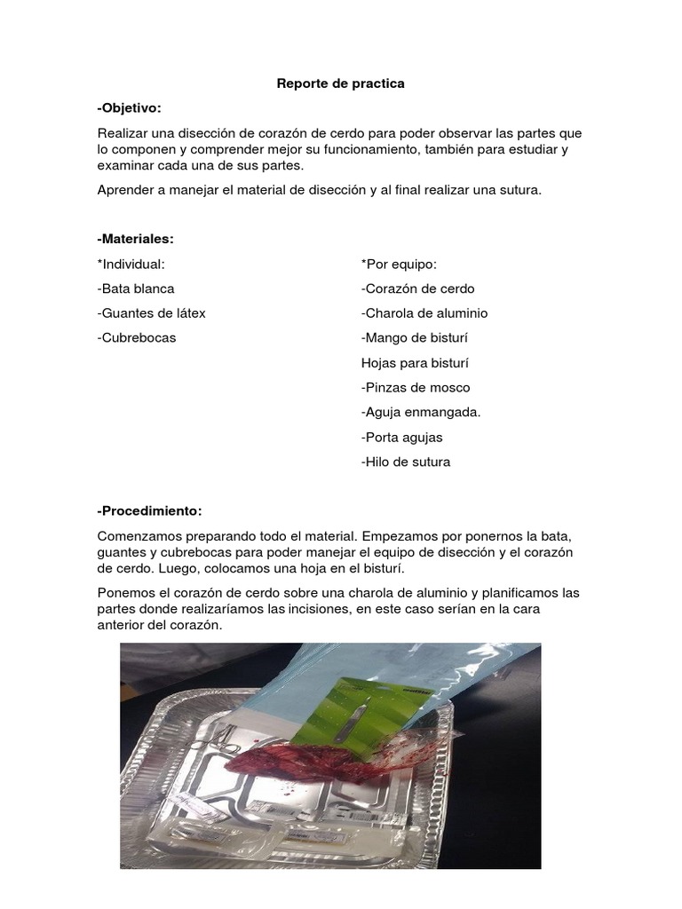 Hoja De Trabajo De Disección De Feto De Cerdo Primerizas: Tips Para