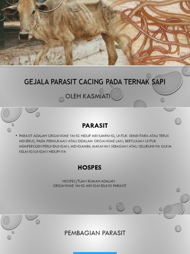 Parasit Cacing Pada Ternak Sapi | PDF