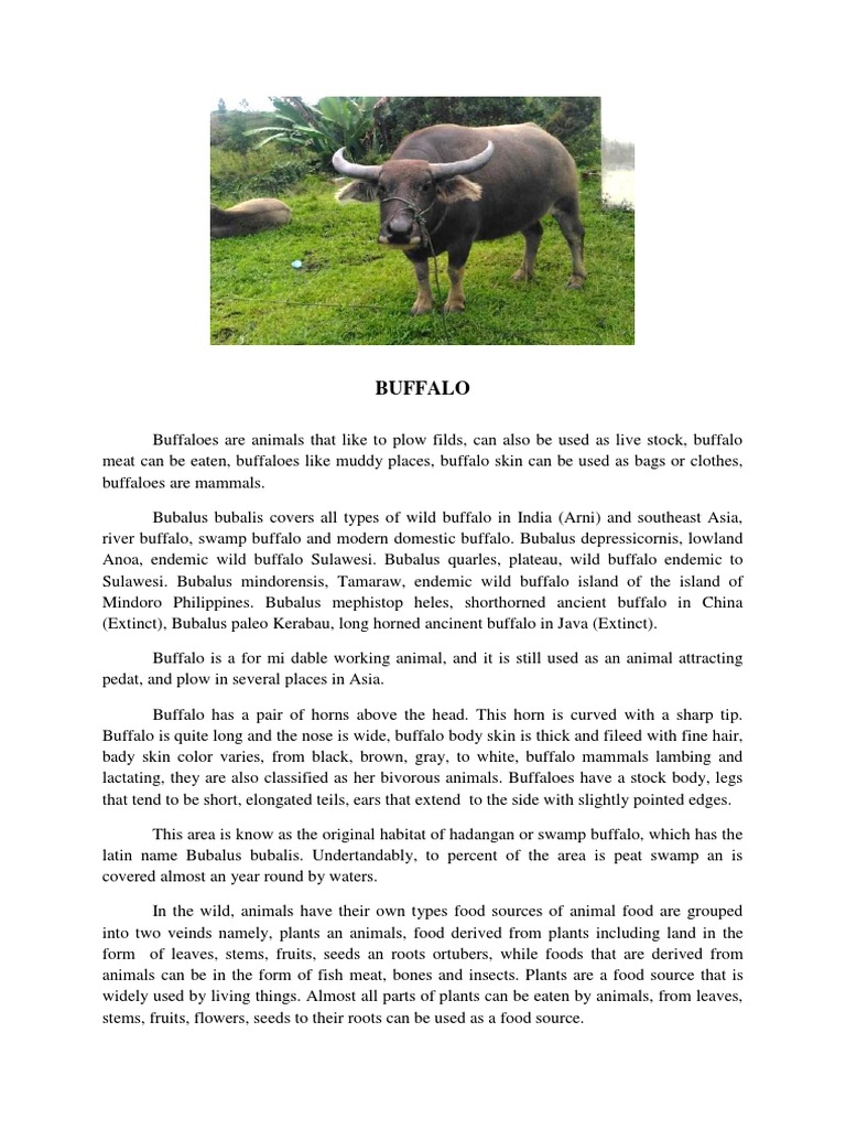 BUFFALO | PDF