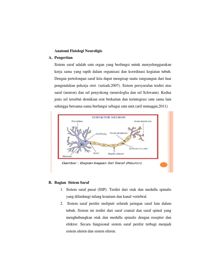 Neuron Aferen dan Eferen dalam Sistem Saraf | PDF | Pengembangan Diri
