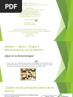Ciclo de Vida de Insectos por Metamorfosis | PDF