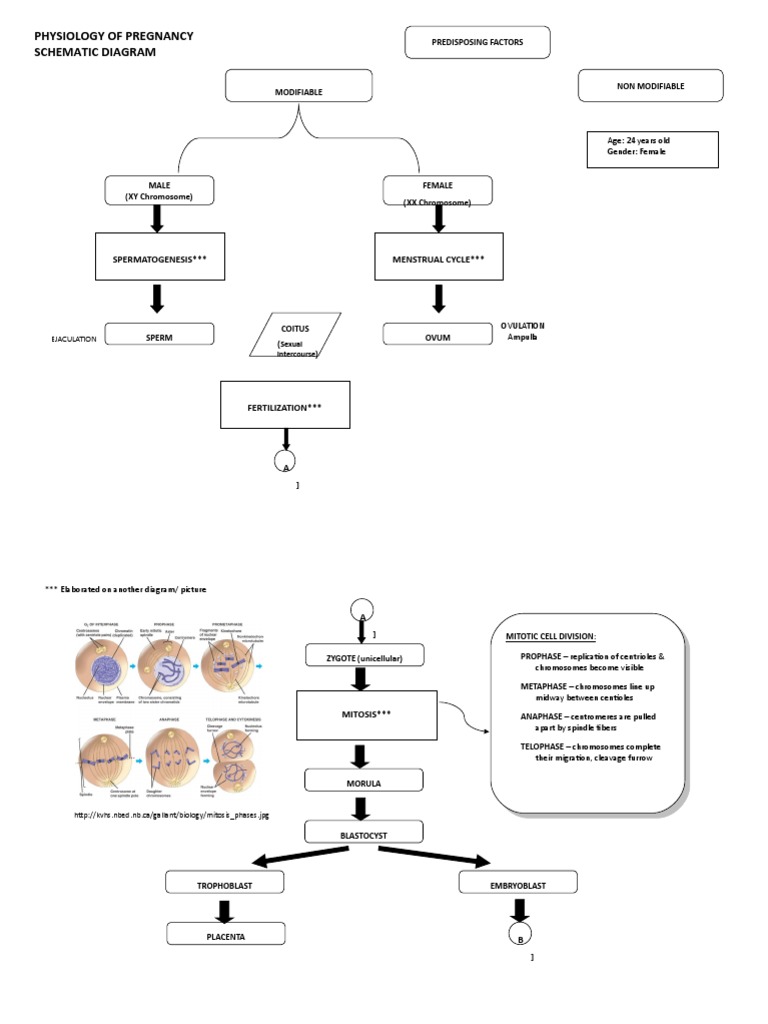 Physiology of Pregnancy Schematic Diagram: Predisposing Factors | PDF ...