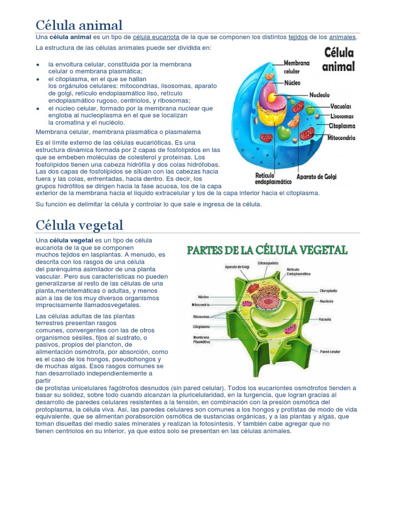 Celula Animal y Vegetal | PDF | Biología Celular) | Membrana celular