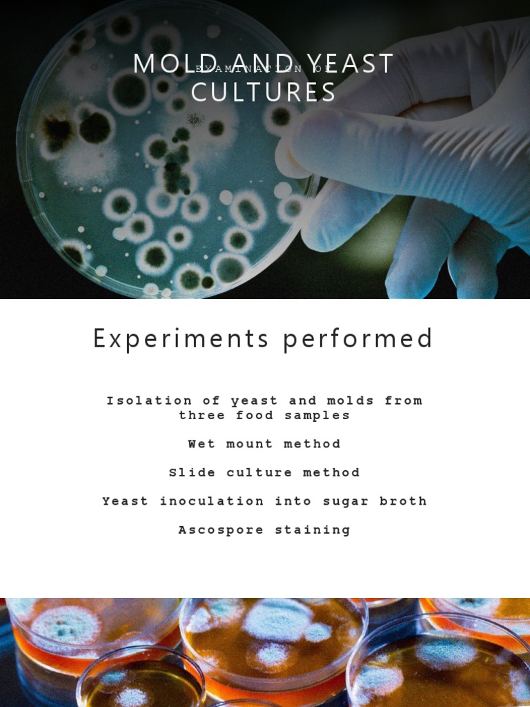 MOLD AND YEAST CULTURES - Pps | PDF | Mold | Yeast