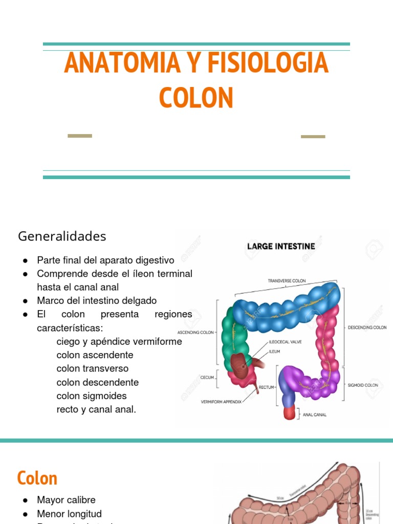 Anatomia Del Colon Pdf _ Schéma Du Colon Anatomique – WAGOAV