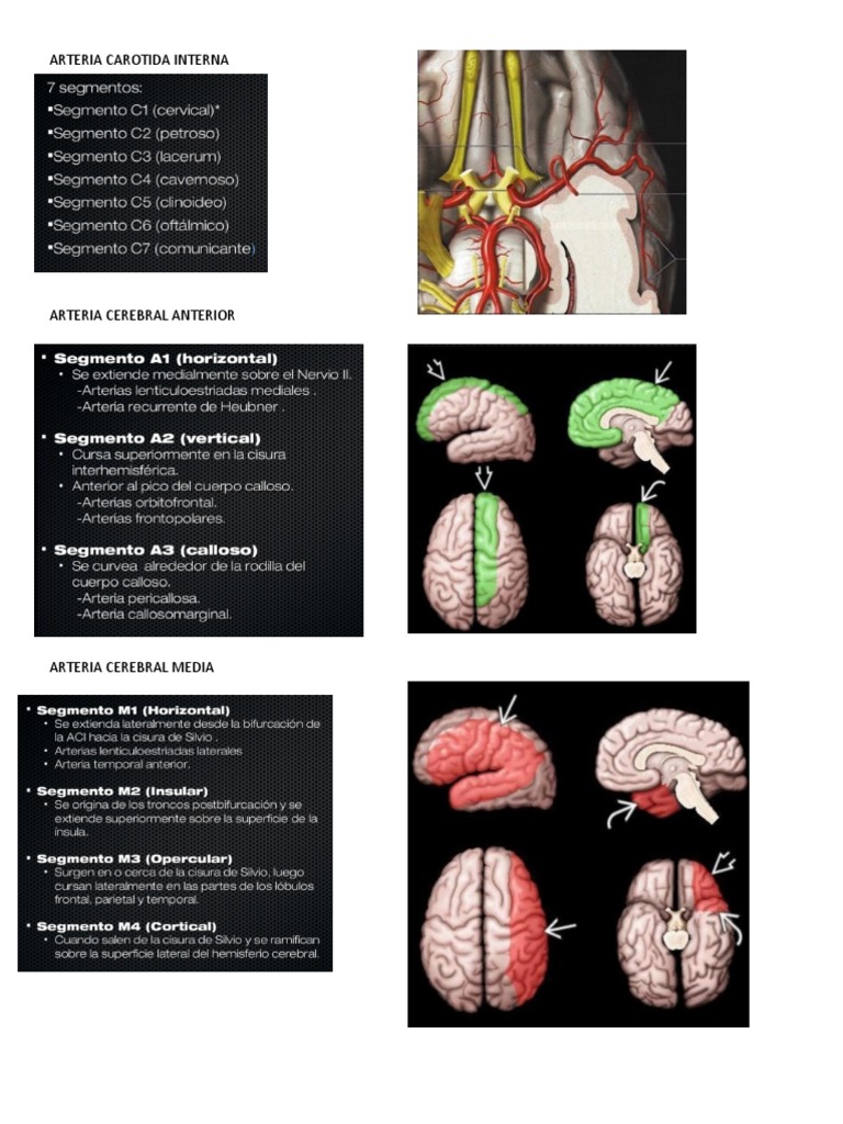 Arteria Carotida Interna | PDF
