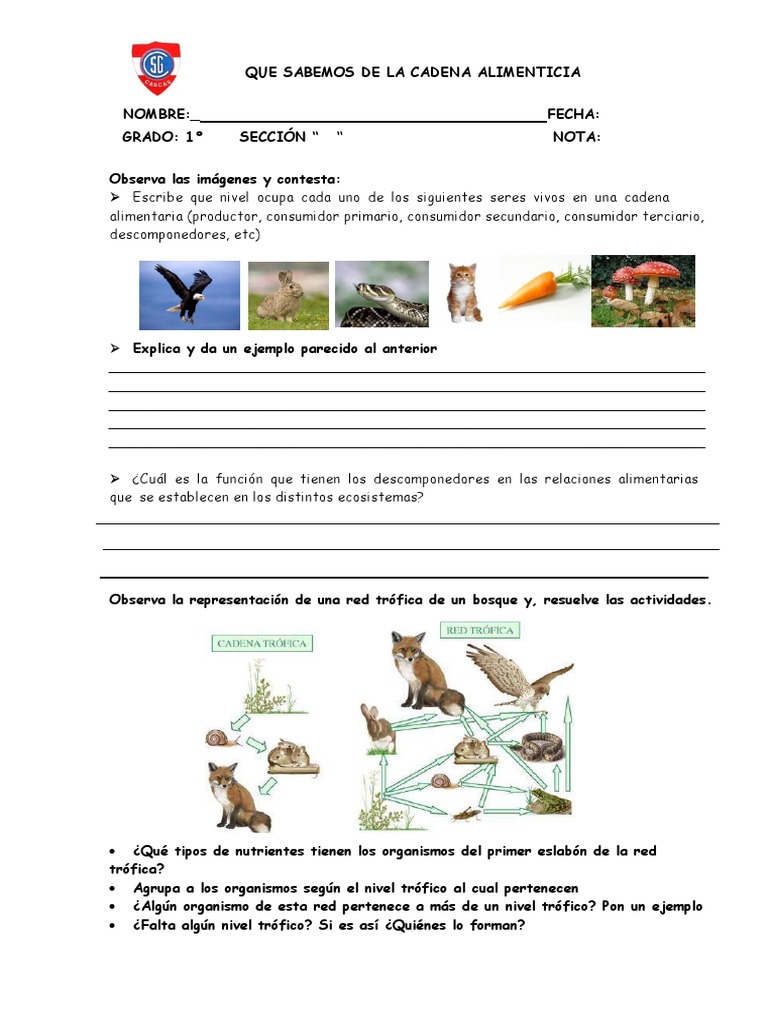 Que Sabemos de La Cadena Alimenticia | PDF