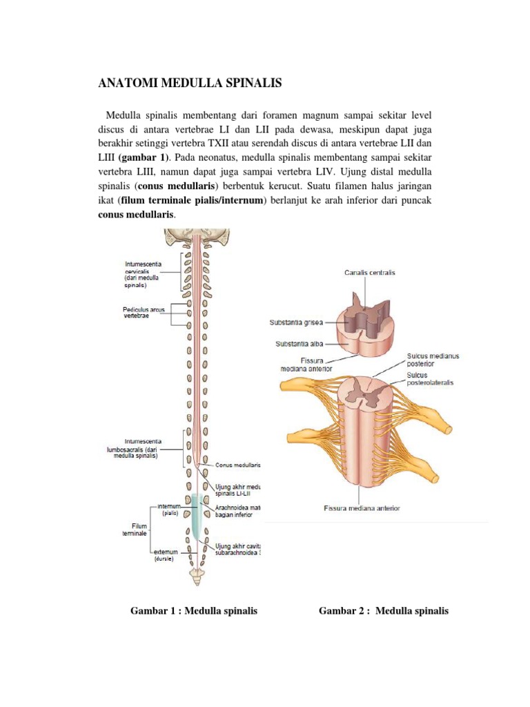 Anatomi Medulla Spinalis | PDF