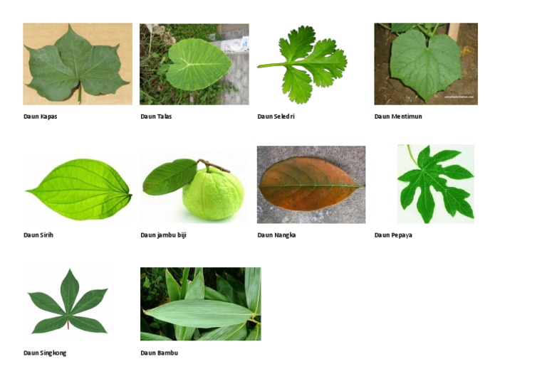 Gambar Daun Daunan | PDF