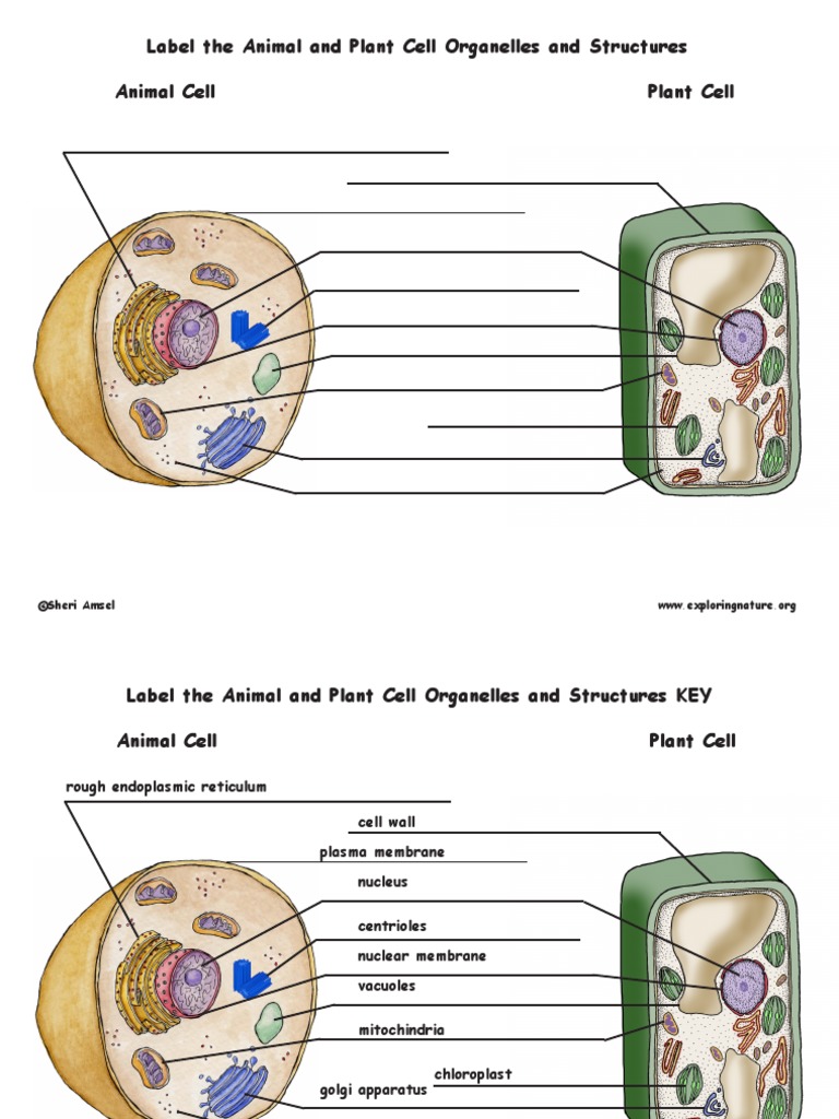 Labeling Animal and Plant Cell Structures | PDF | Science & Mathematics ...